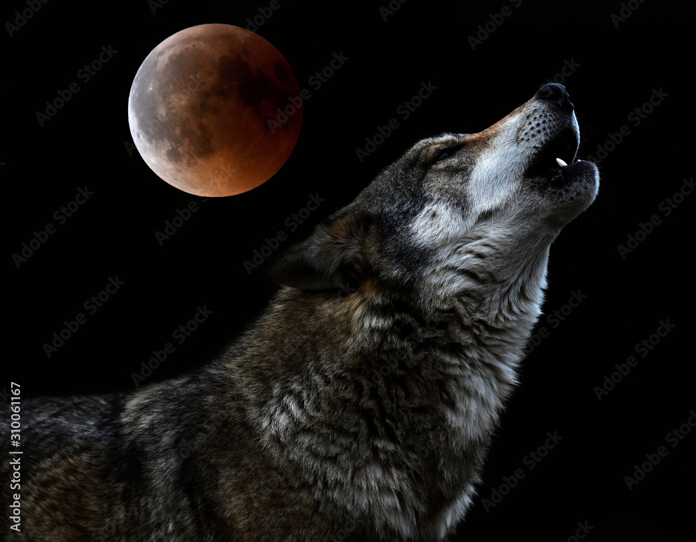 heulender Wolf vor Vollmond - howling wolf in front of full moon Stock Photo | Adobe Stock