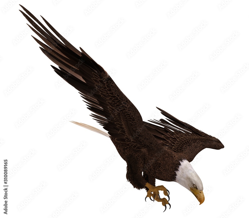 Bald eagle flying isolated on white 3d illustration Stock Illustration ...