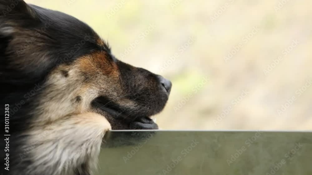 Close up of dog with his head out of the window of the car with eyes ...