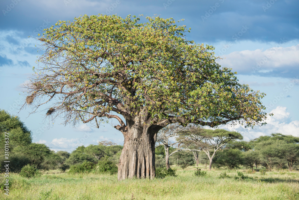 Tree Of Life South Africa
