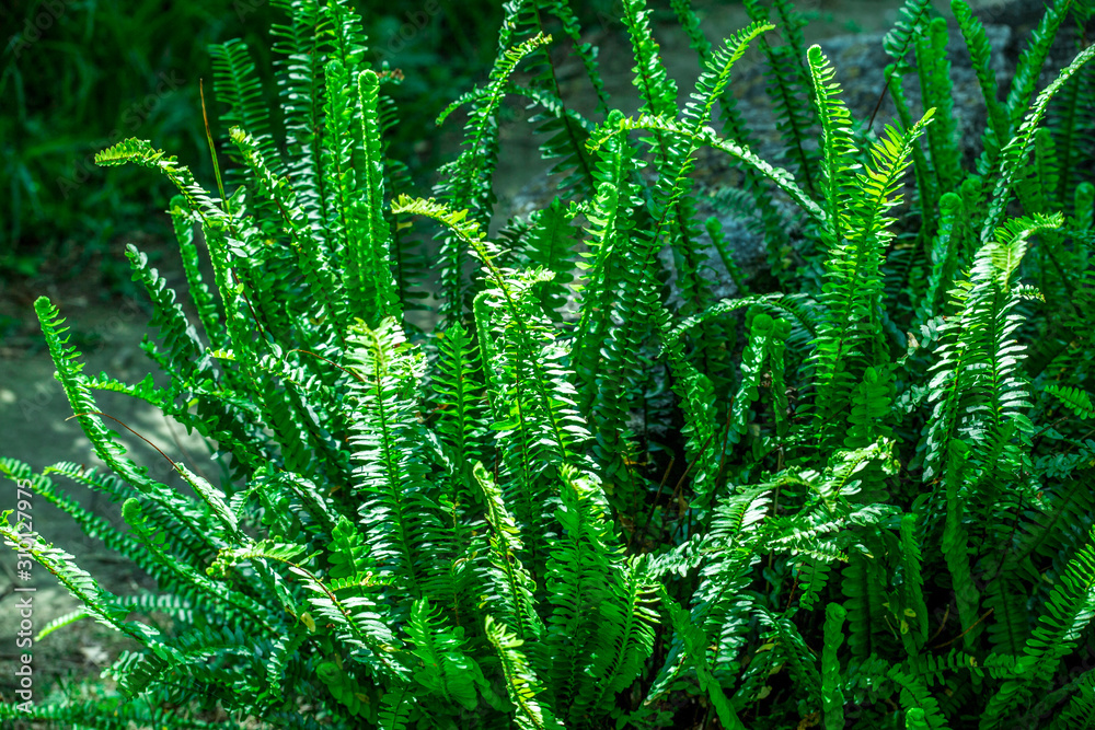 Wetland filled with fern leaves, Beautiful ferns leaves green foliage ...