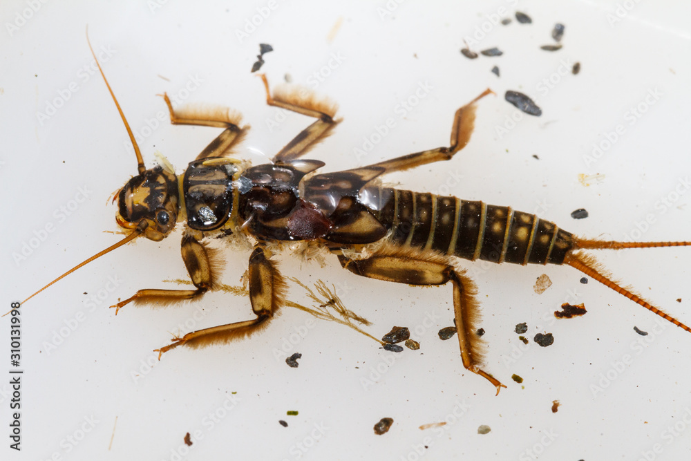 Pearl, plecoptera larva in detail Stock Photo | Adobe Stock
