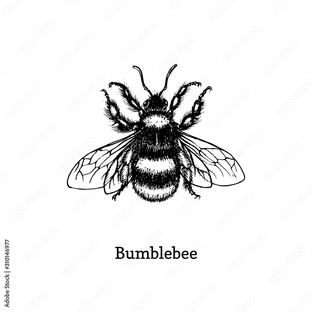 Bumblebee vector illustration. Hand drawn sketch of insect in vintage ...