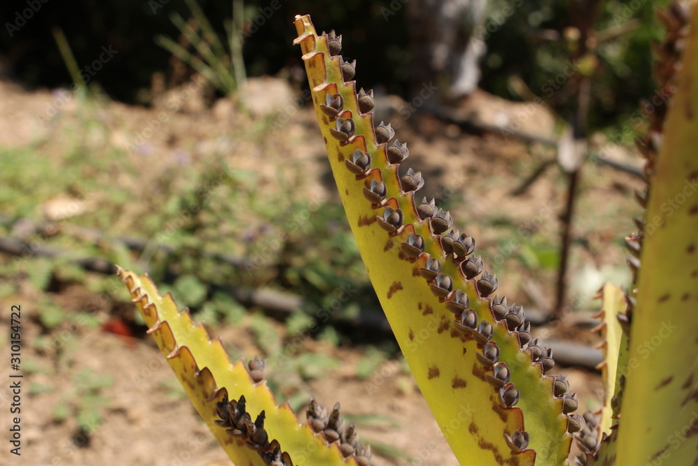 "Mother of Thousands" plant (or Mexican Hat Plant, Alligator Plant) is ...