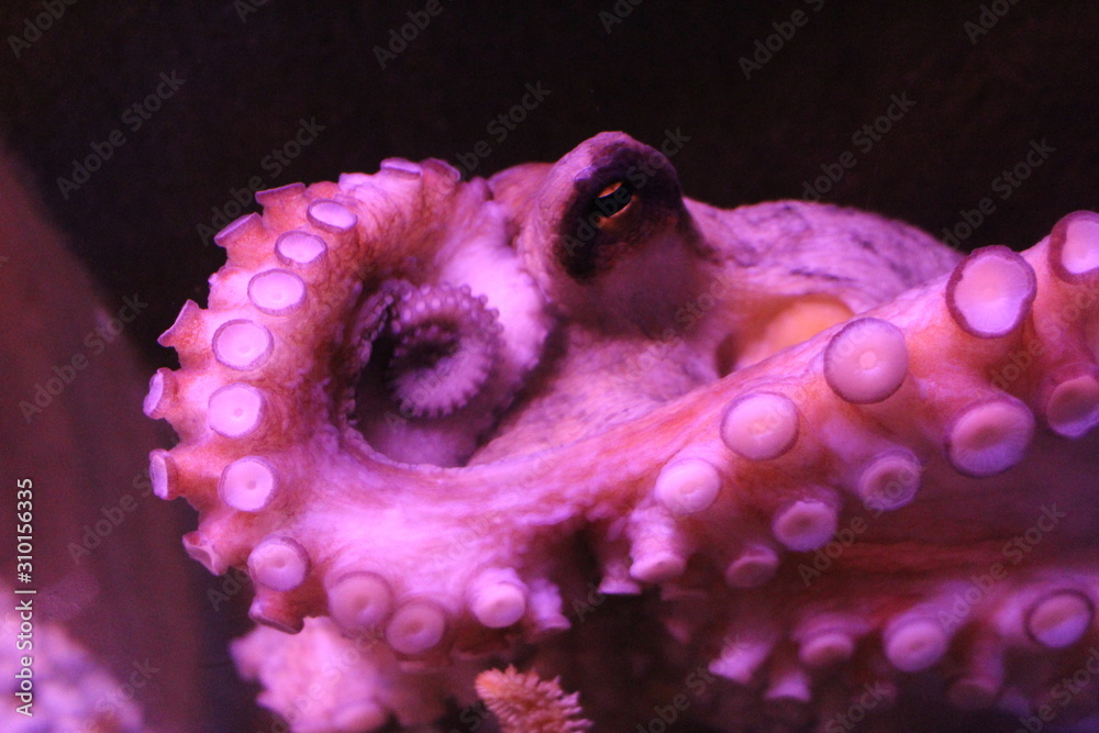Common Octopus (Octopus Vulgaris) underwater in an aquarium. Stock ...