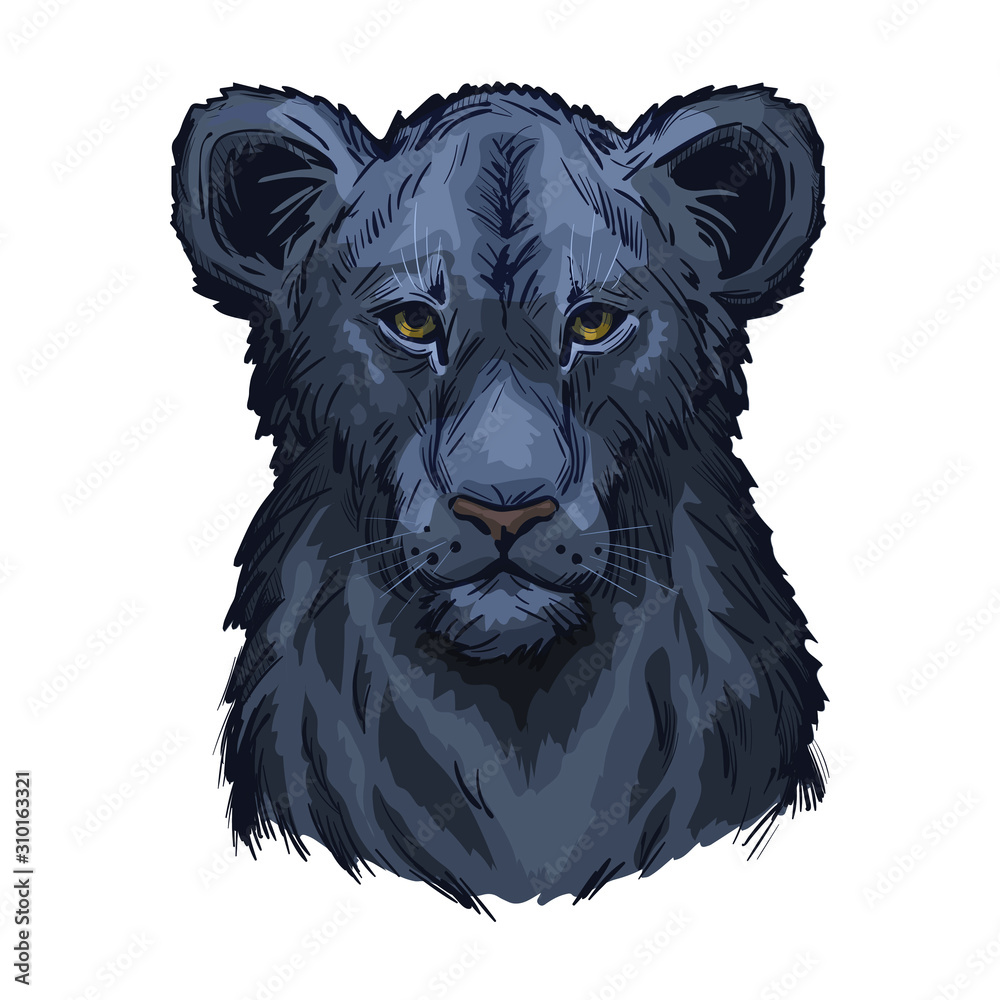 Panthera leo vector baby tabby portrait in closeup isolated sketch ...