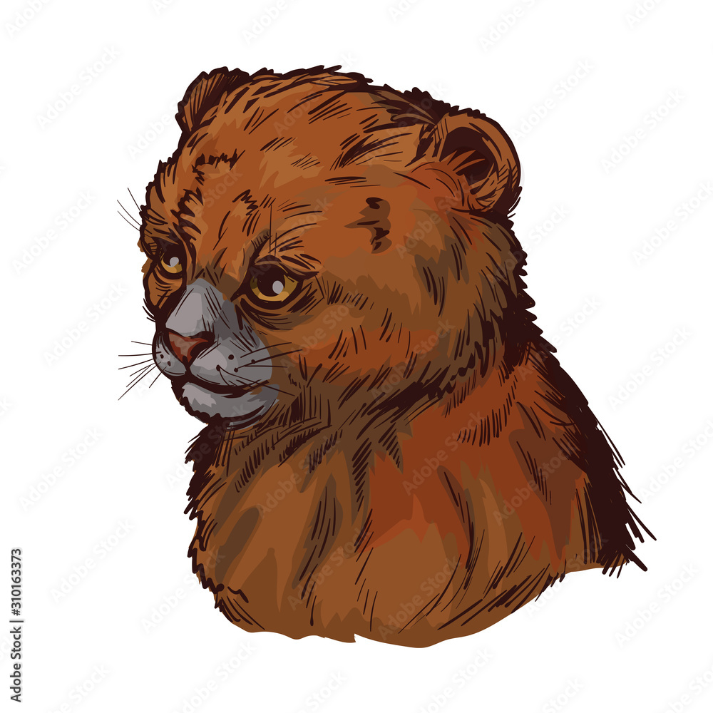Puma baby tabby, herpailurus yagouaroundi portrait of animal. Vector ...