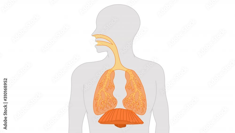 Human Breathing animation. Respiratory inspiration, expiration. Looped ...