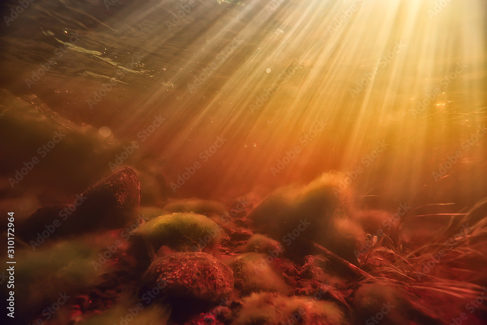 underwater photo of freshwater pond / underwater landscape with sun ...