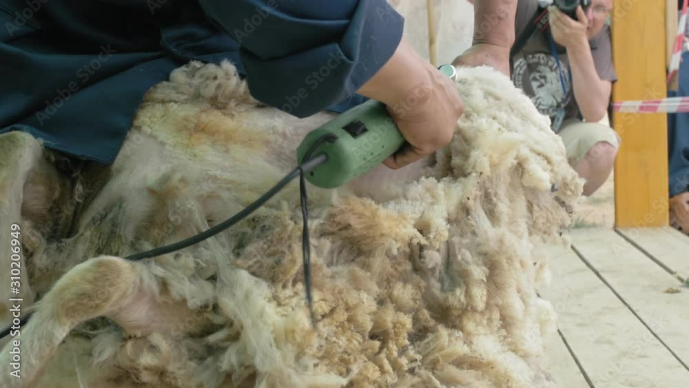 Men shearer shearing sheep at agricultural show in competition. The ...