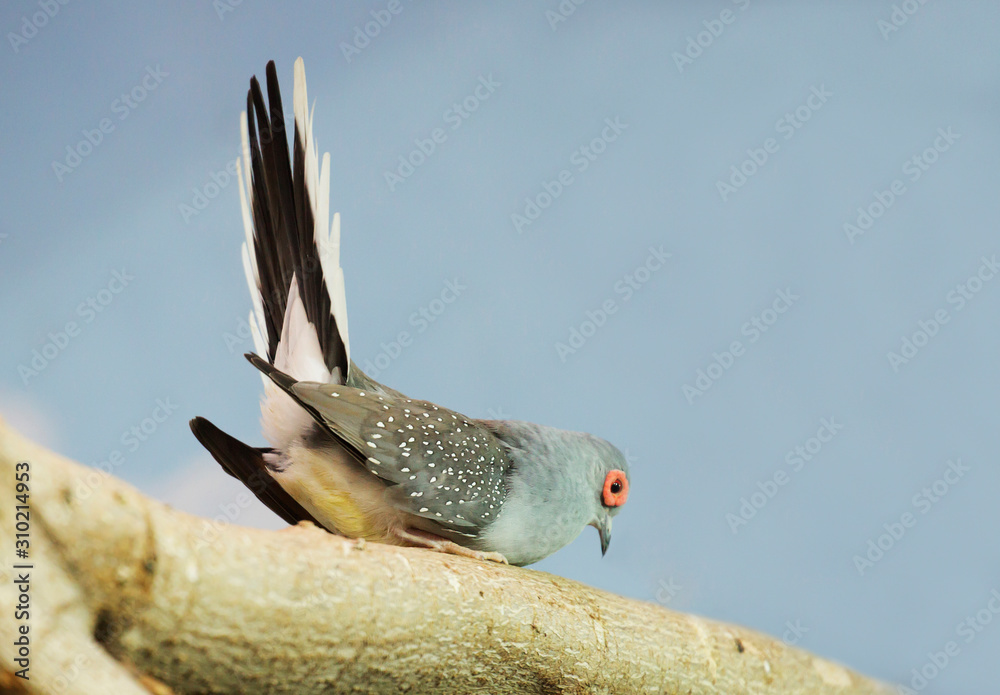 Diamond dove. Diamond dove is one of the smallest representatives of ...