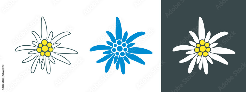 Edelweiss logo. Isolated edelweiss on white background Stock Vector ...