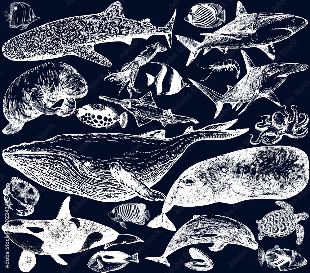 Big set of hand drawn sketch style sea animals and creatures isolated ...