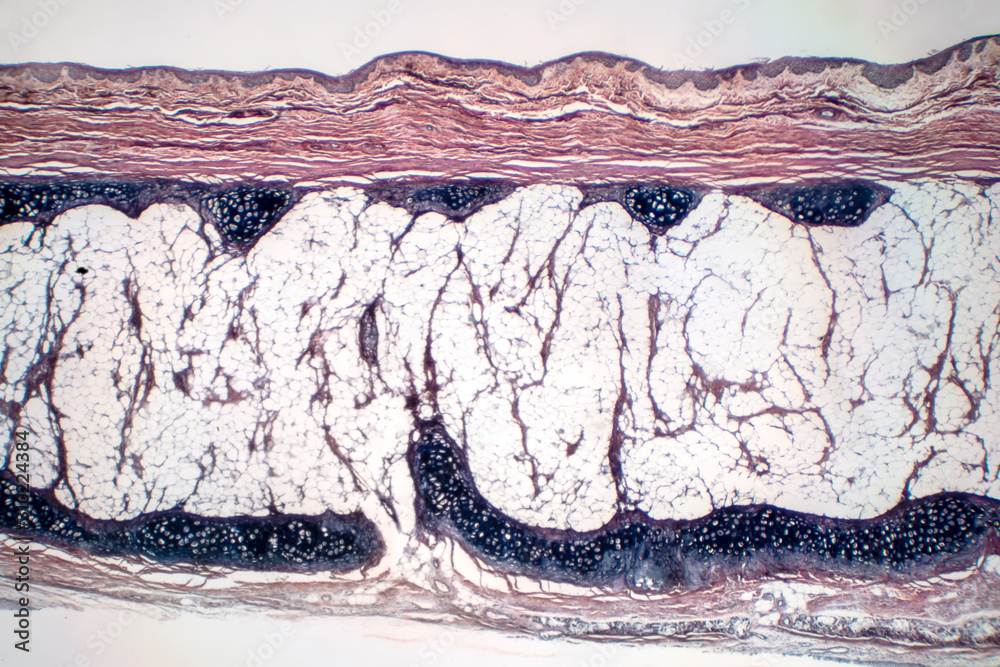 Human hyaline cartilage bone under microscope view for education ...