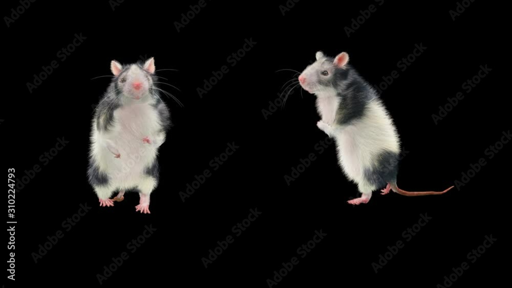 Rat Dance CG fur 3d rendering animal realistic CGI VFX composition 3d ...