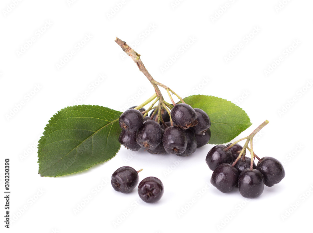 Branches of black chokeberry (Aronia melanocarpa) with green leaves ...