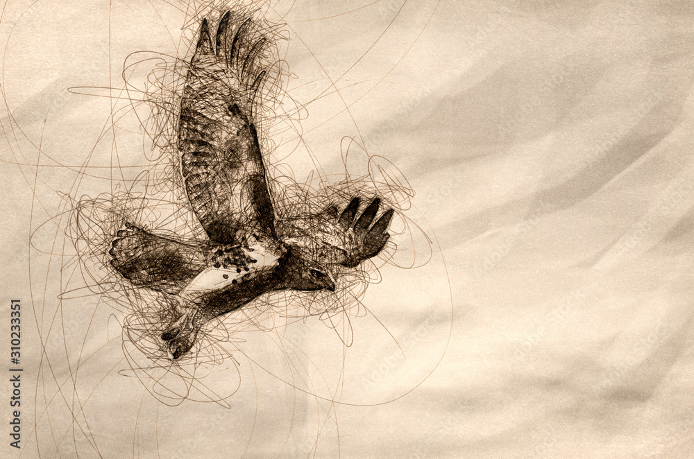 Sketch of a Red-Tailed Hawk In Flight Stock Illustration | Adobe Stock