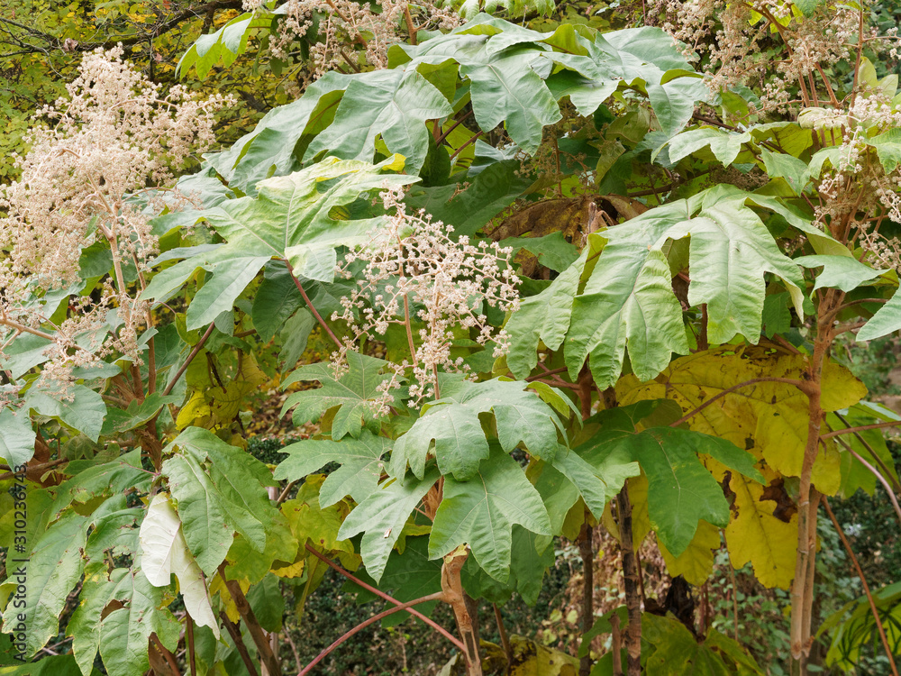 Foto de Great and palmate leaves with inflorescence and drupes of rice ...