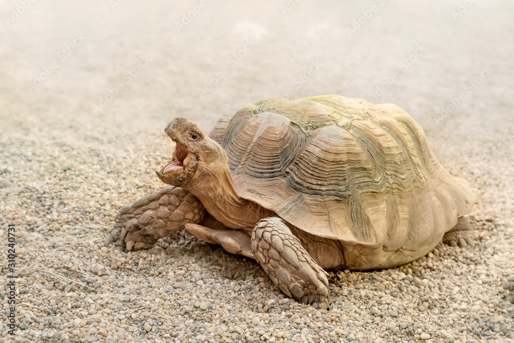 Desert turtle traverses the desert sands of its natural environment ...