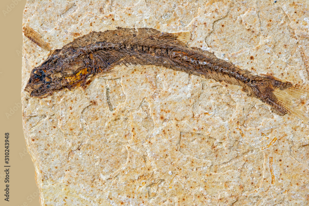 The fossil of a fish on a limestone slab. Concept: fossils Stock Photo ...