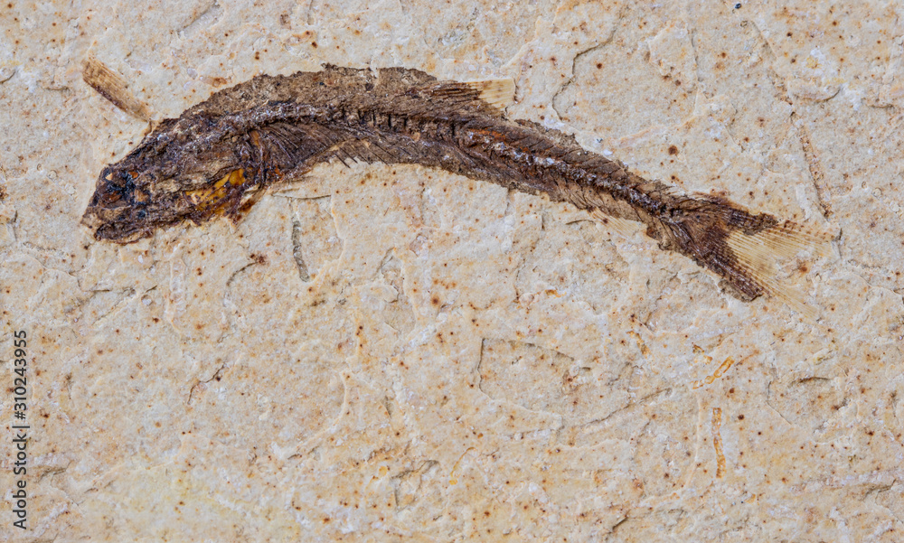 The fossil of a fish on a limestone slab. Concept: fossils Stock Photo ...