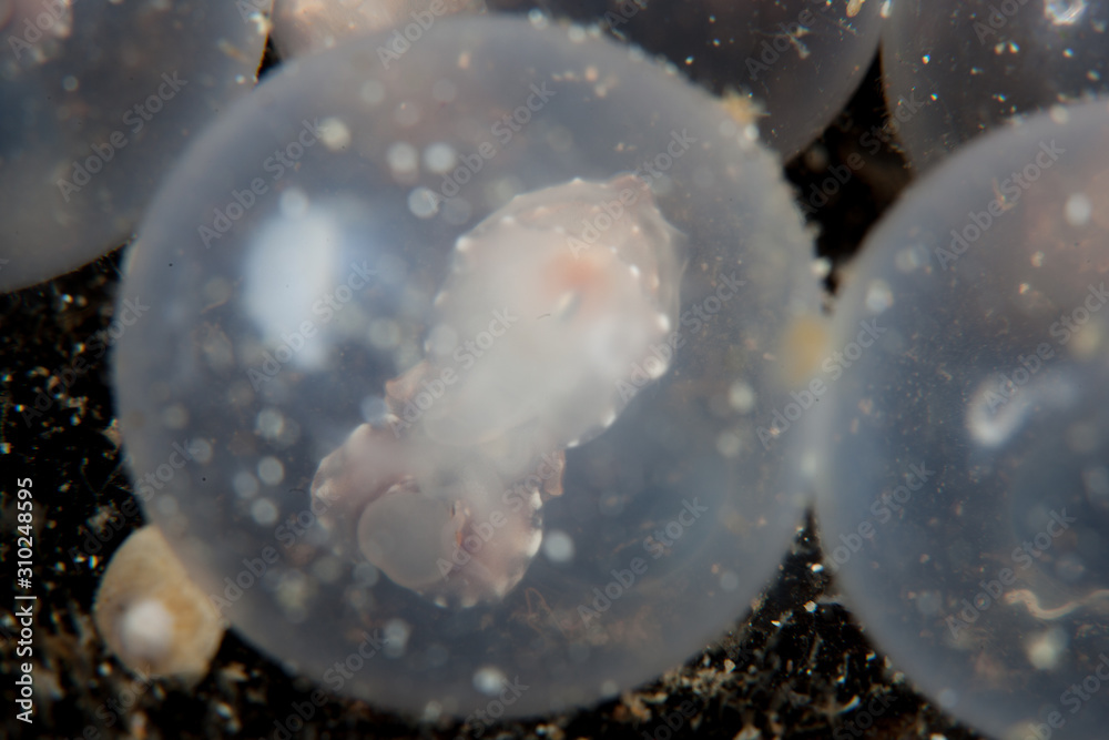 Cuttlefish Eggs Hatching