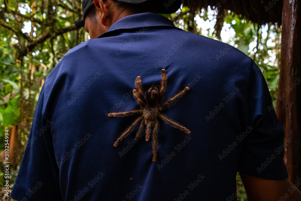 a giant tarantula sits on the back of a man in the rainforest Stock ...