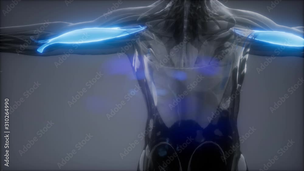 biceps - Visible muscle anatomy map vídeo do Stock | Adobe Stock