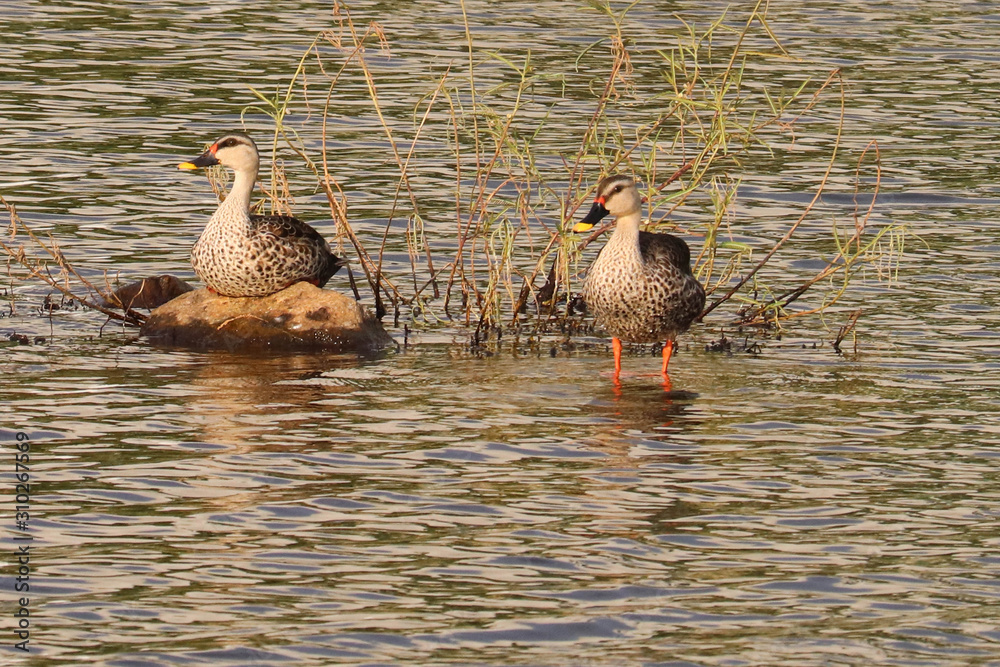 Indian Spot Billed Duck in Pallikaranai Marsh Chennai Tamil Nadu Stock ...