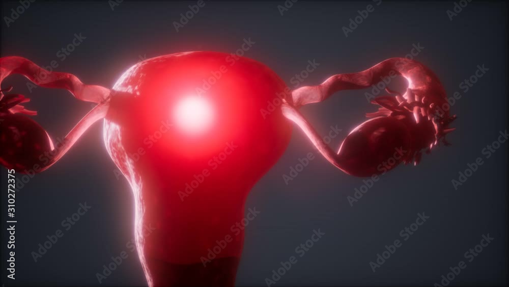 Female Reproductive System Anatomy animation Stock Video | Adobe Stock