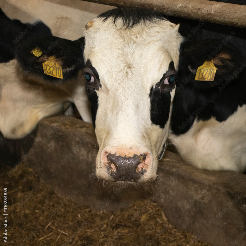 loose keeping of cattle. Cow farm. Untethered cattle Stock Photo ...