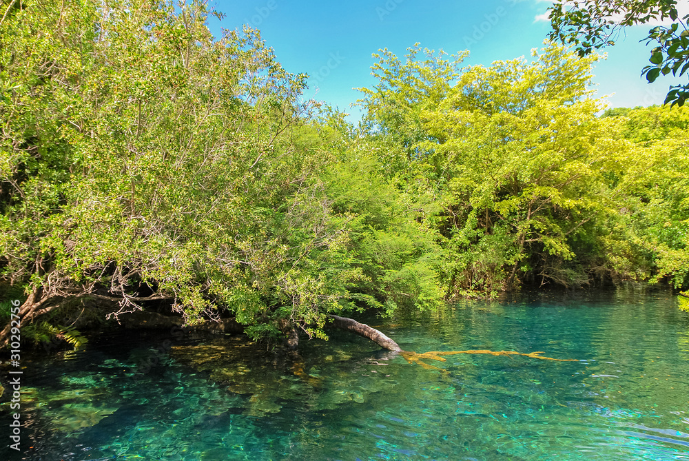 Tropical lake with clear water in natural forest of Indigenous Eyes ...