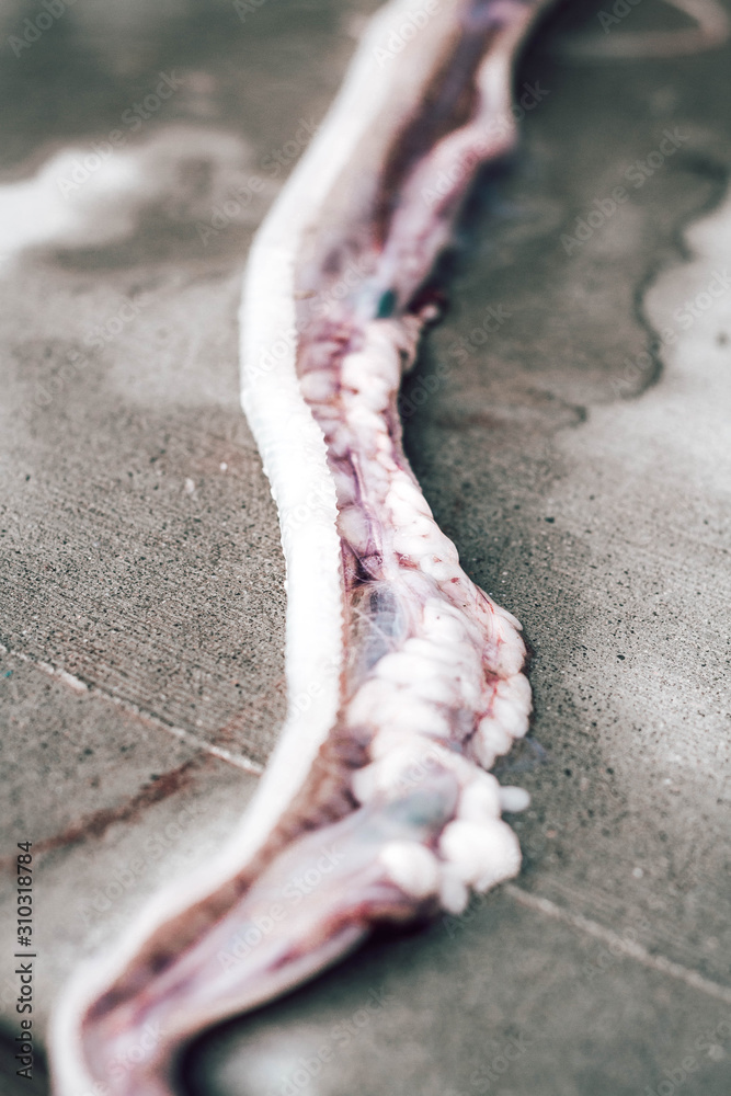 Dead rattlesnake. Biology photography. Snake blood. Stock Photo | Adobe ...