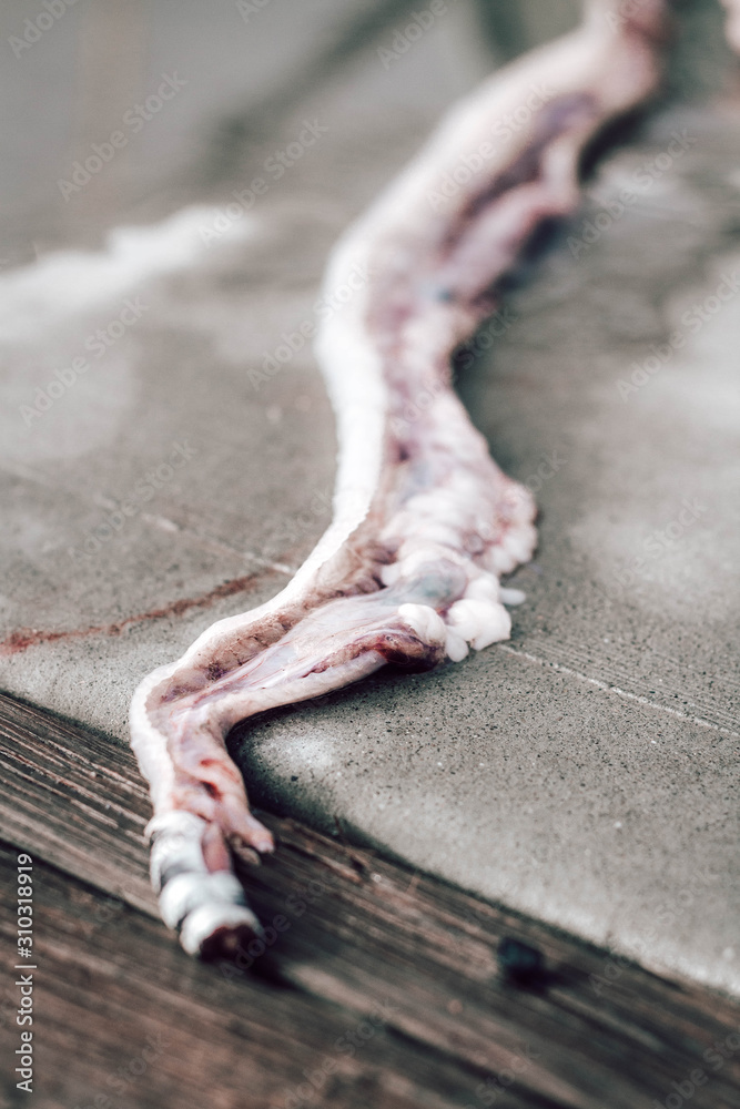 Dead rattlesnake. Biology photography. Snake blood. Stock Photo | Adobe ...