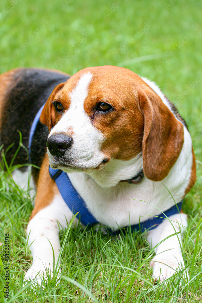 Are Beagles Purebred