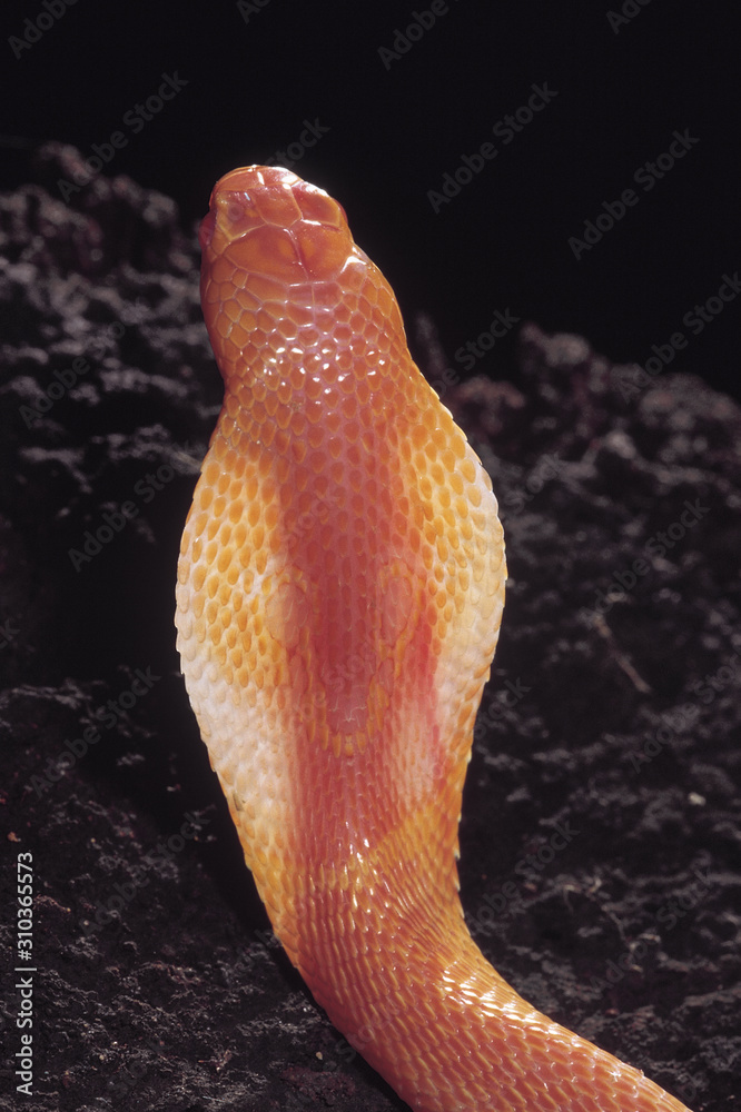 Naja naja. Albino Common Cobra/Spectacled Cobra with hood raised ...