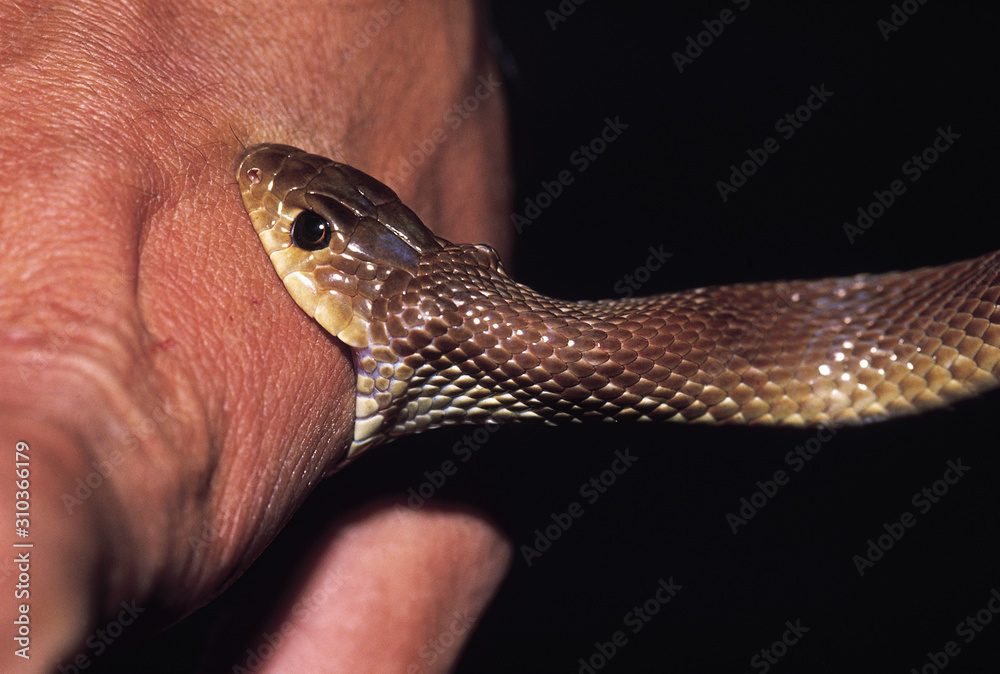 Argyrogena Fasciolatus. Banded Racer. This snake is often mistaken for ...