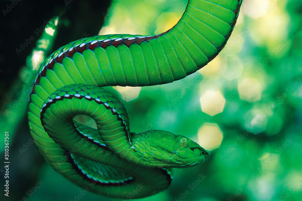 Medo Pit Viper. Venomous. Rarely available. Probably first colour image ...