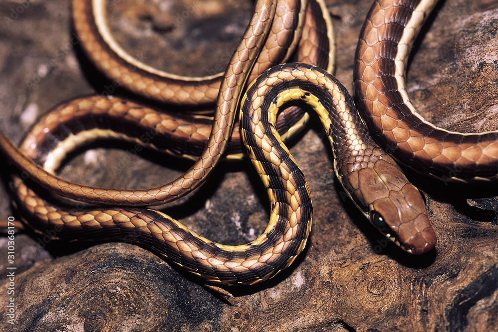 Dendrelaphis Tristis. Common Indian Bronzeback. Non venomous. Katraj ...