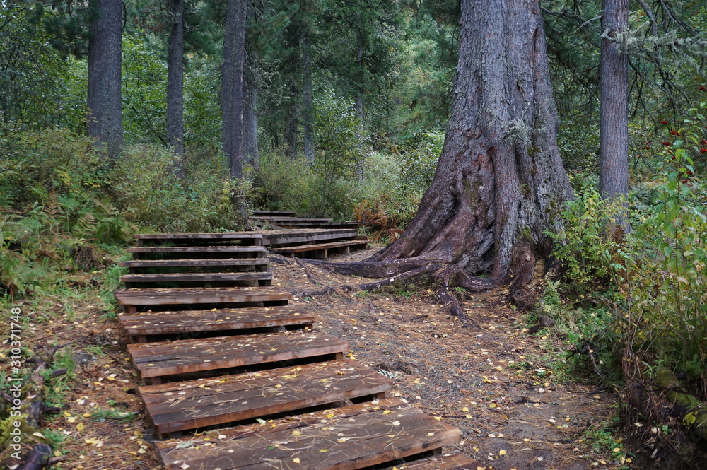 forest, path, nature, tree, bridge, wood, green, stairs, wooden, trees ...