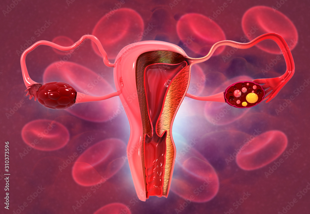 Anatomy Of Female Reproductive System 3d Render Stock Illustration