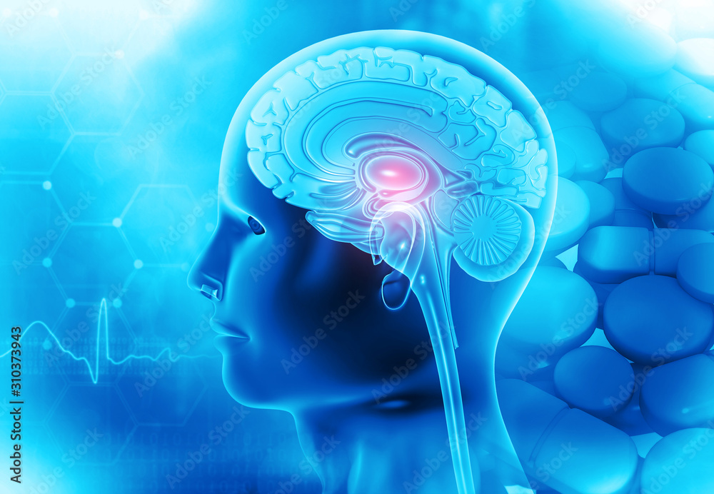 Human brain anatomy on scientific background. 3d illustration . Stock ...