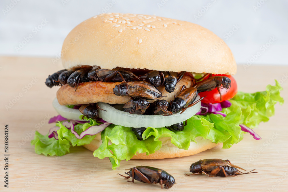 Crickets insect for eating as food items in bread burger made of fried ...