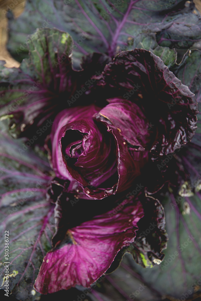 Red cabbage Stock Photo | Adobe Stock