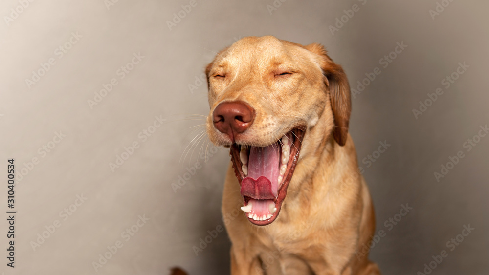 What Is A Dudley Labrador