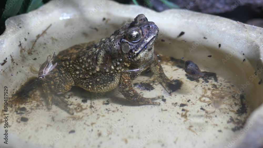 Close-up. Aquarium. A brown big toad in warts sits. A dead grasshopper ...