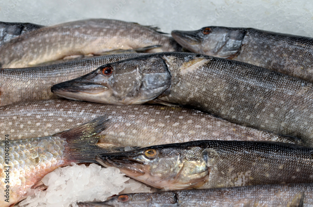 Pike fish on ice cooled and stacked for sale at fish market, whole ...