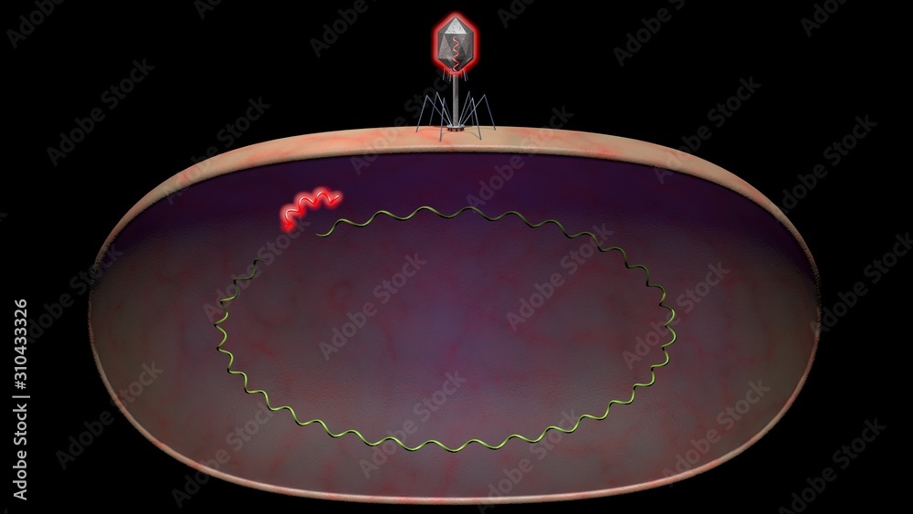 Bacteriophage infecting , killing bacteria . Lands on host cell wall ...