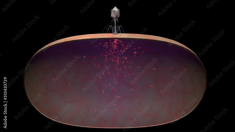 Phage therapy , Bacteriophage virus landing on bacteria . Injecting DNA ...