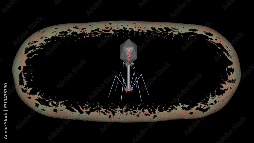 Phage , Bacteriophage , virus inside bacterium , cell wall. 3d ...